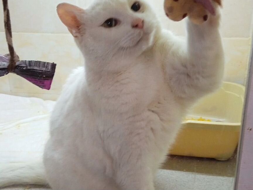 Белая кошка