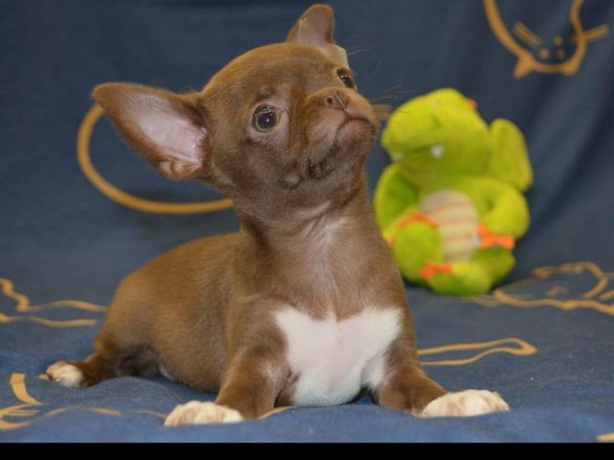 Девочка красотка