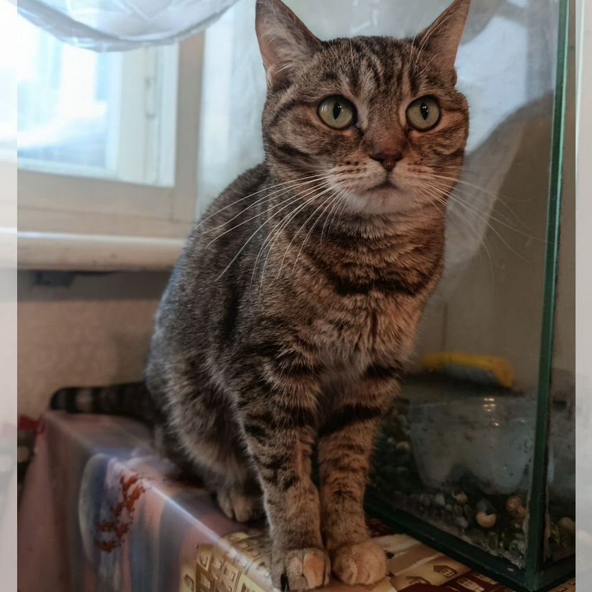 Взрослая, кошка в добрые руки