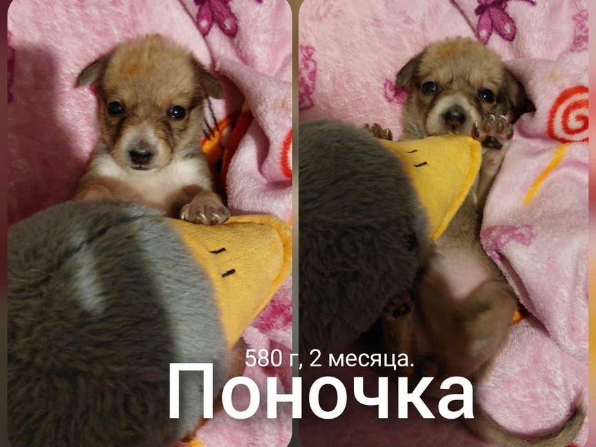 Милейшие щенки ищут дом