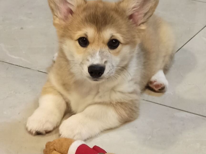 Вельш-корги пемброк девочка