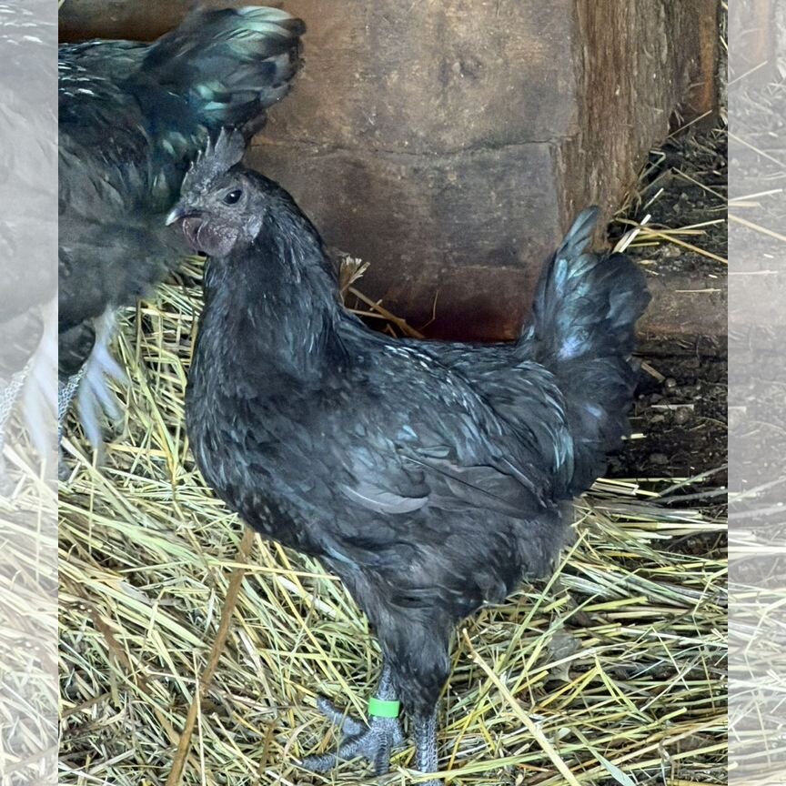 Молодые петухи ухейилюй