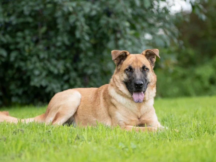 Красавица Рейна 1,5 года ишет дом