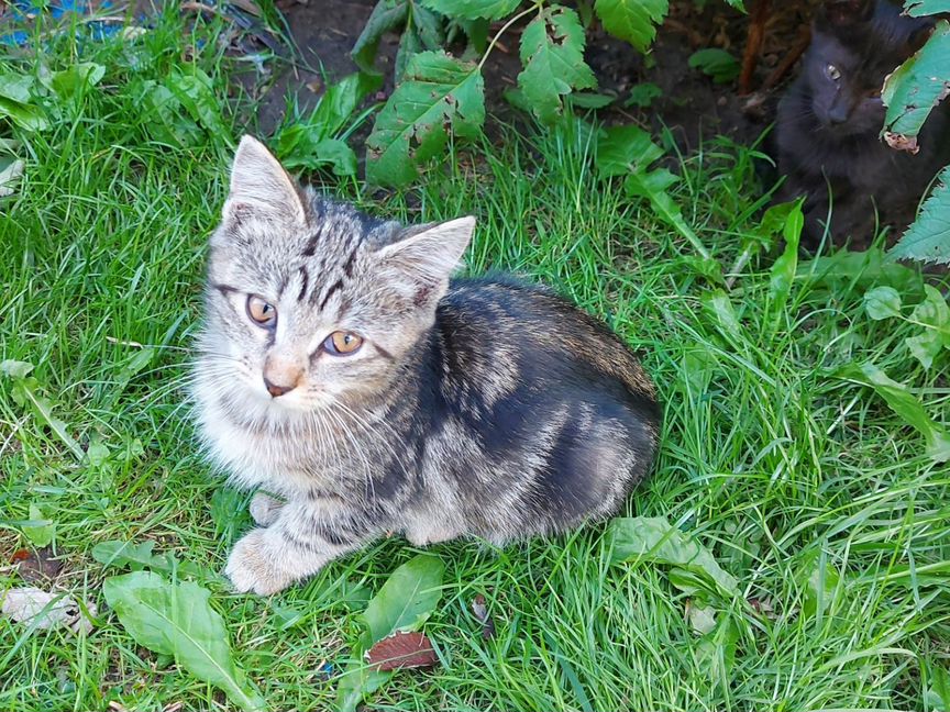 Котенок-девочка, мышелов, мраморный, табби
