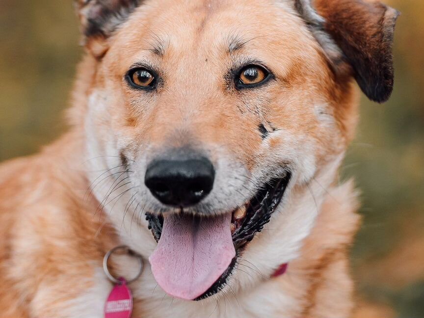Собака в добрые руки беспородная