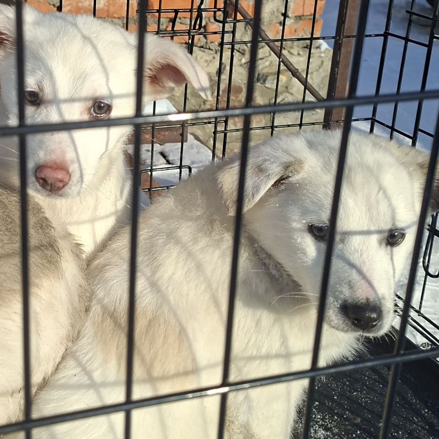 Щенок в добрые руки