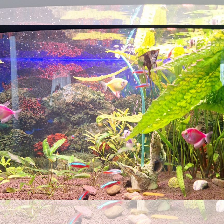 Аквариумные рыбки