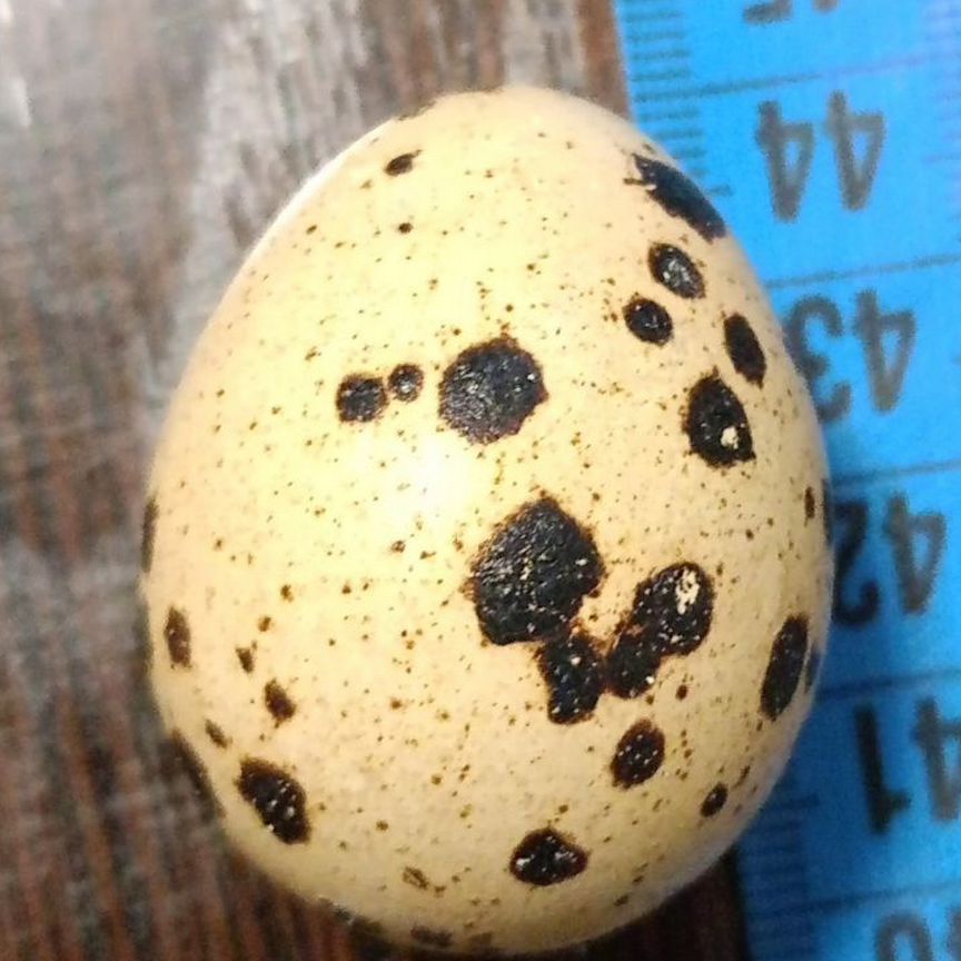 Яйцо домашнее