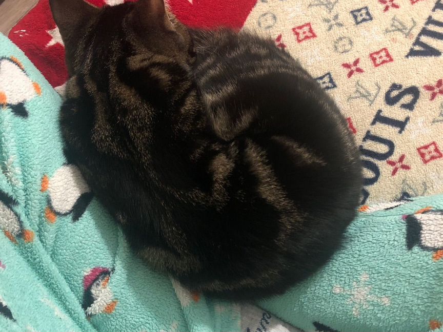 Кошечка Муся