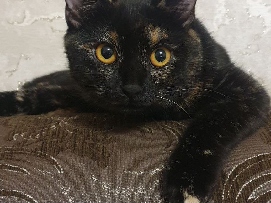 Кошка в дар бесплатно