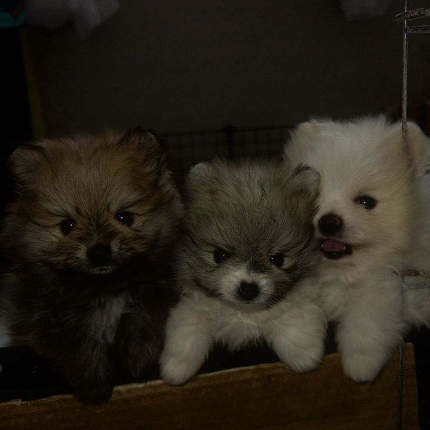 Померанский шпиц мини щенок