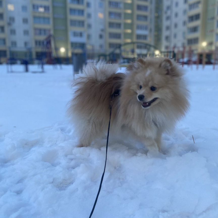 Немецкий шпиц