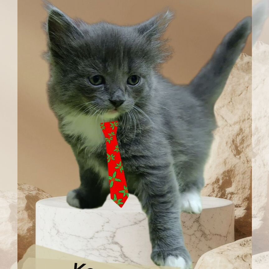 Котёнок от частного владельца