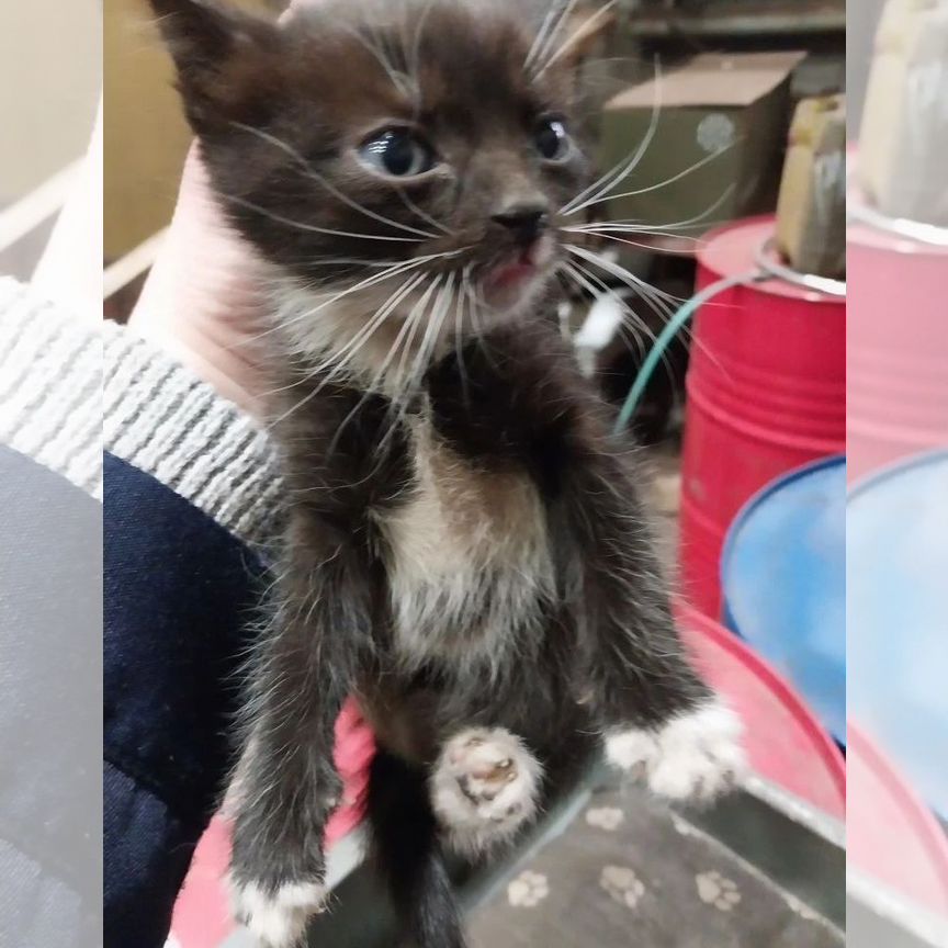 Котёнок в добрые руки