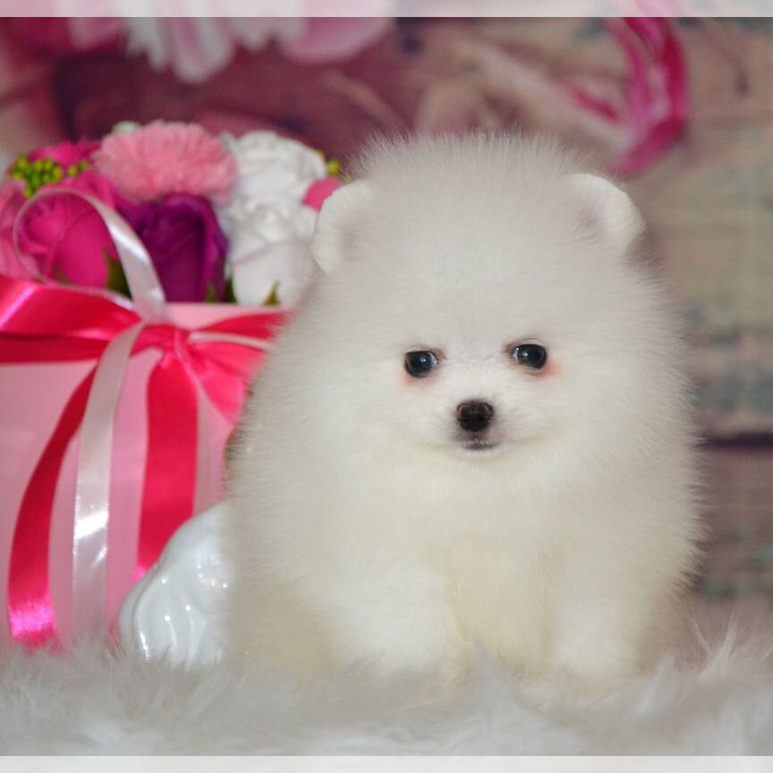 Мальчишки шалунишки