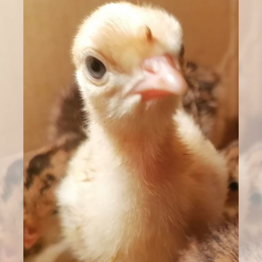 Индюшата, инкубационное яйцо кур