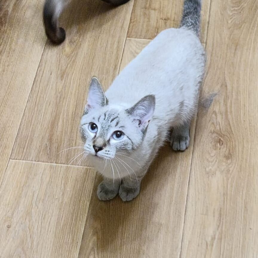 Котик подросток в добрые руки