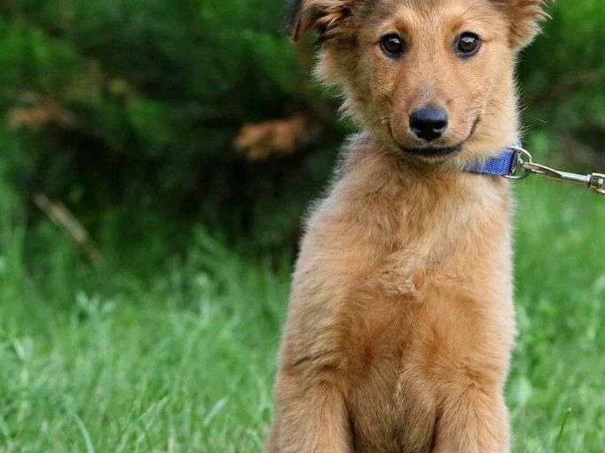 Собачка в добрые руки