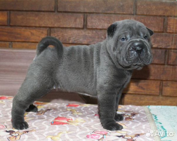 Шар-пеятки ребятки