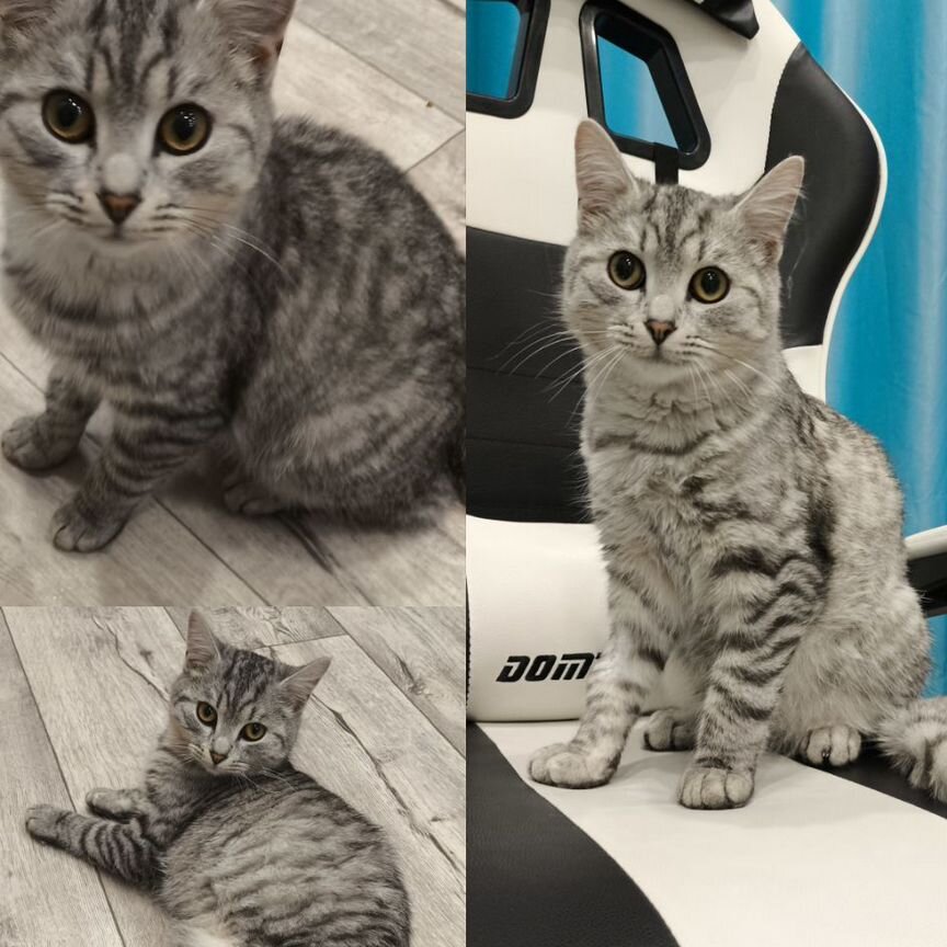 Котёнок в добрые руки