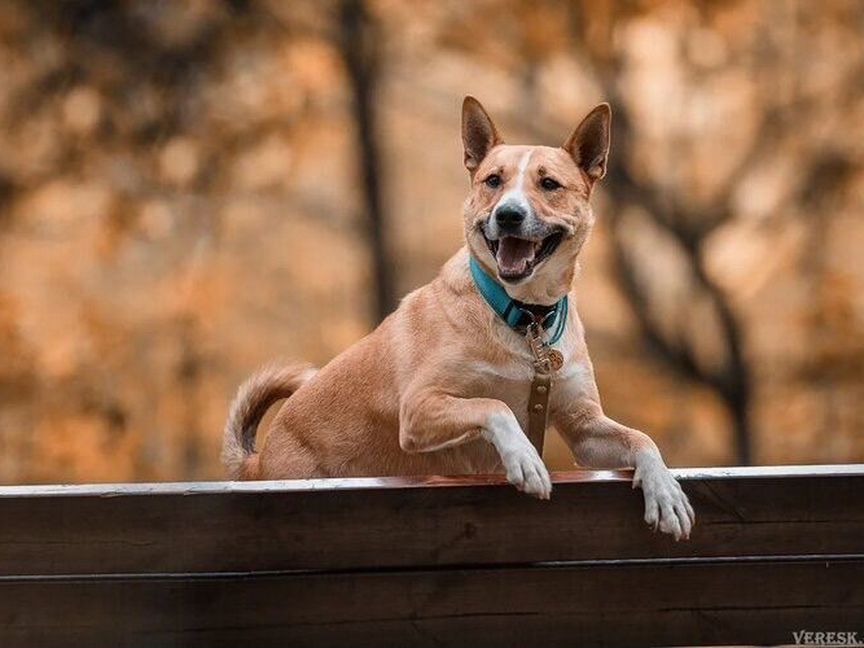 Собака из приюта очень ждет именно вас