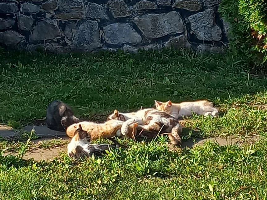 Отдам котенка в добрые руки породистые
