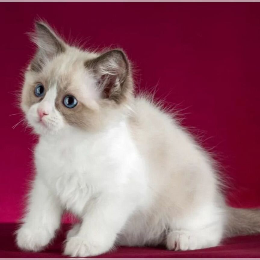 Рэгдолл котёнок