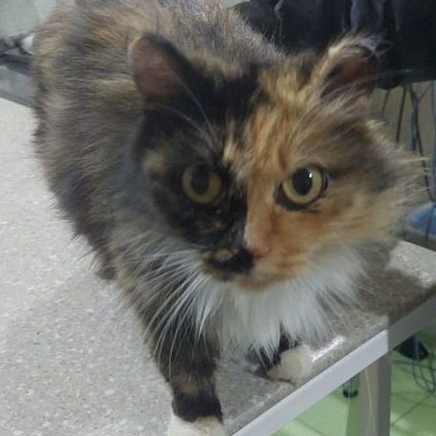 Отдам кошечку в добрые руки