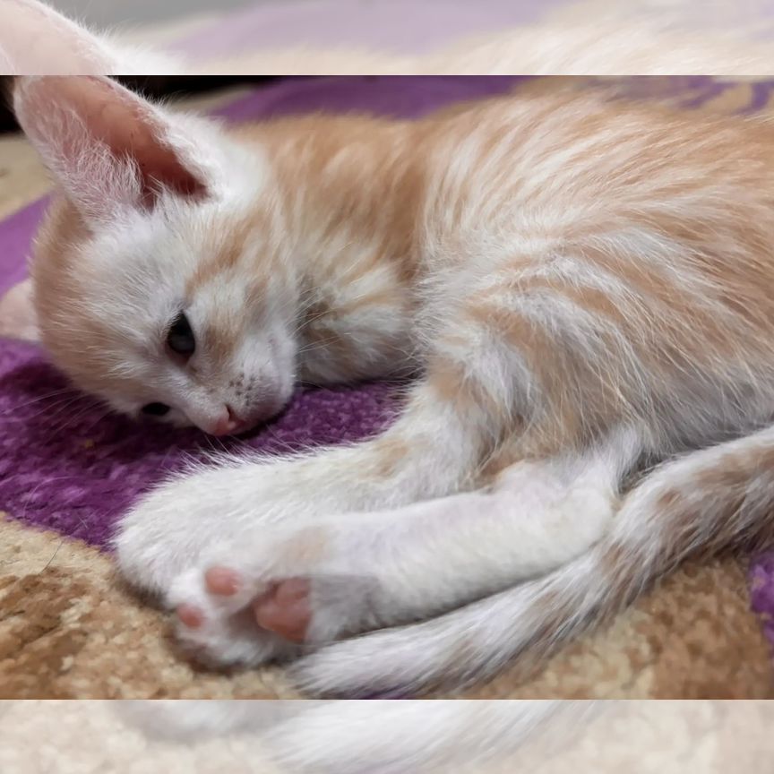 Сибирский котёнок