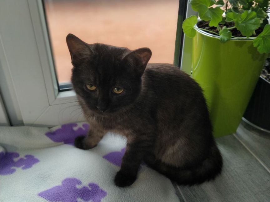 Котик нуждается в заботе, привезу