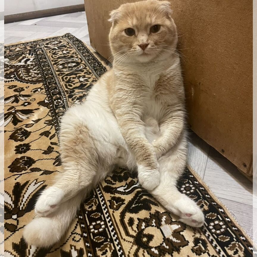 Отдам кота