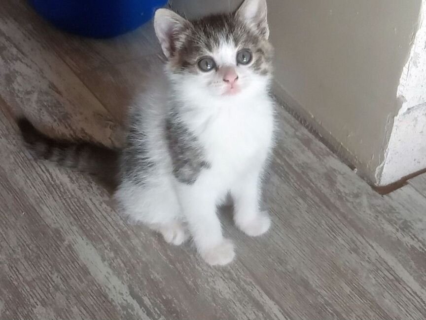 Шотландская прямоухая кошка