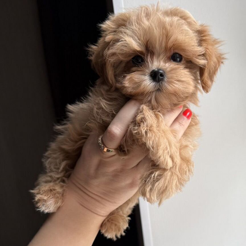 Самые красивые мальтипу, лучшие щенки LUX