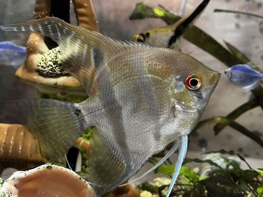 Отдам бесплатно аквариумную рыбку (скалярия)