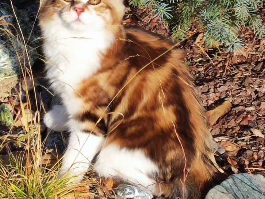 Курильский бобтейл