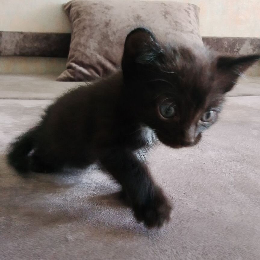 Котёнок в добрые руки