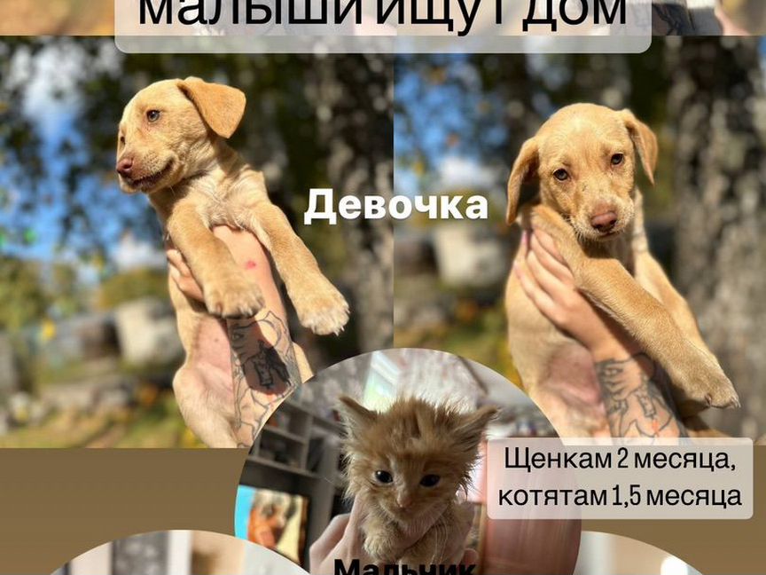 Щенки и котята