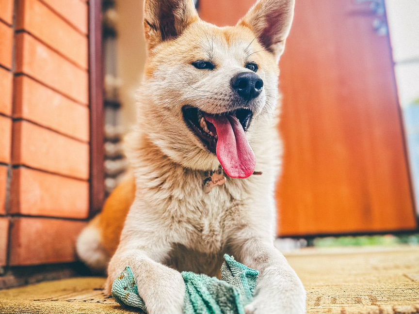 Собака акина ину
