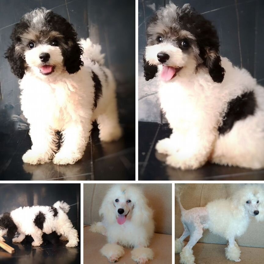 Той-пудель, щенок