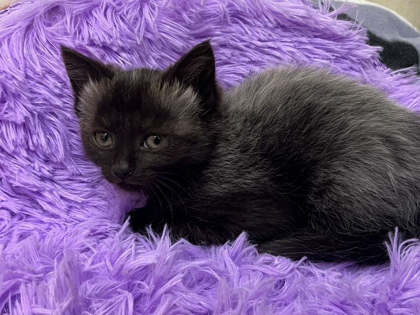 Отдам котенка в добрые руки