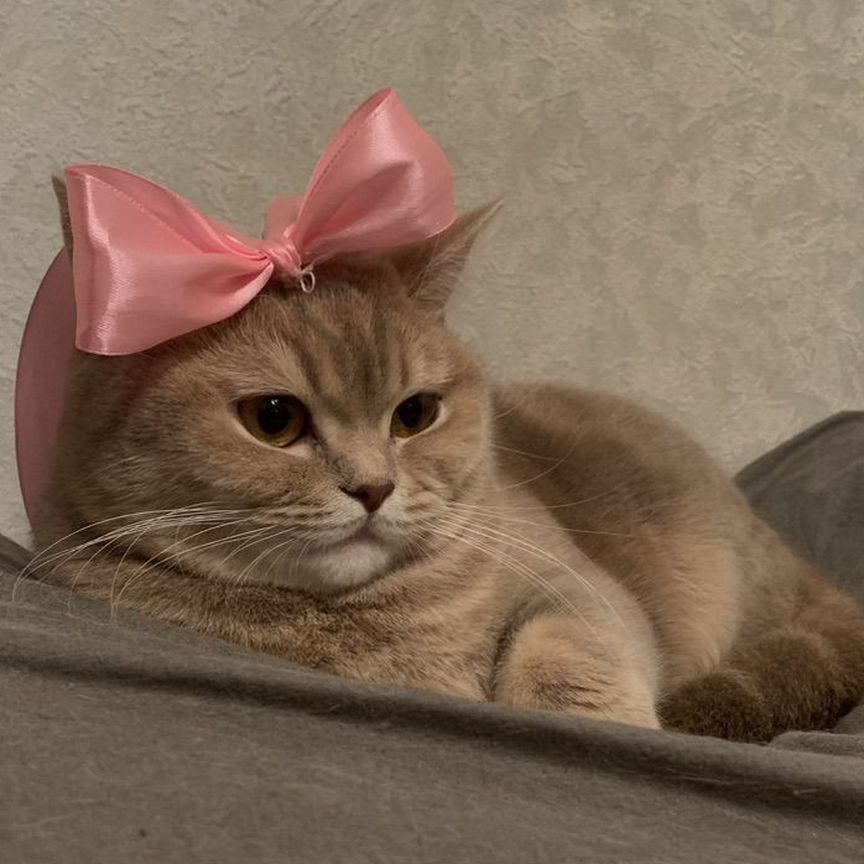 Отдам кошку
