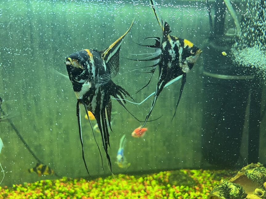 Рыбы скалярии