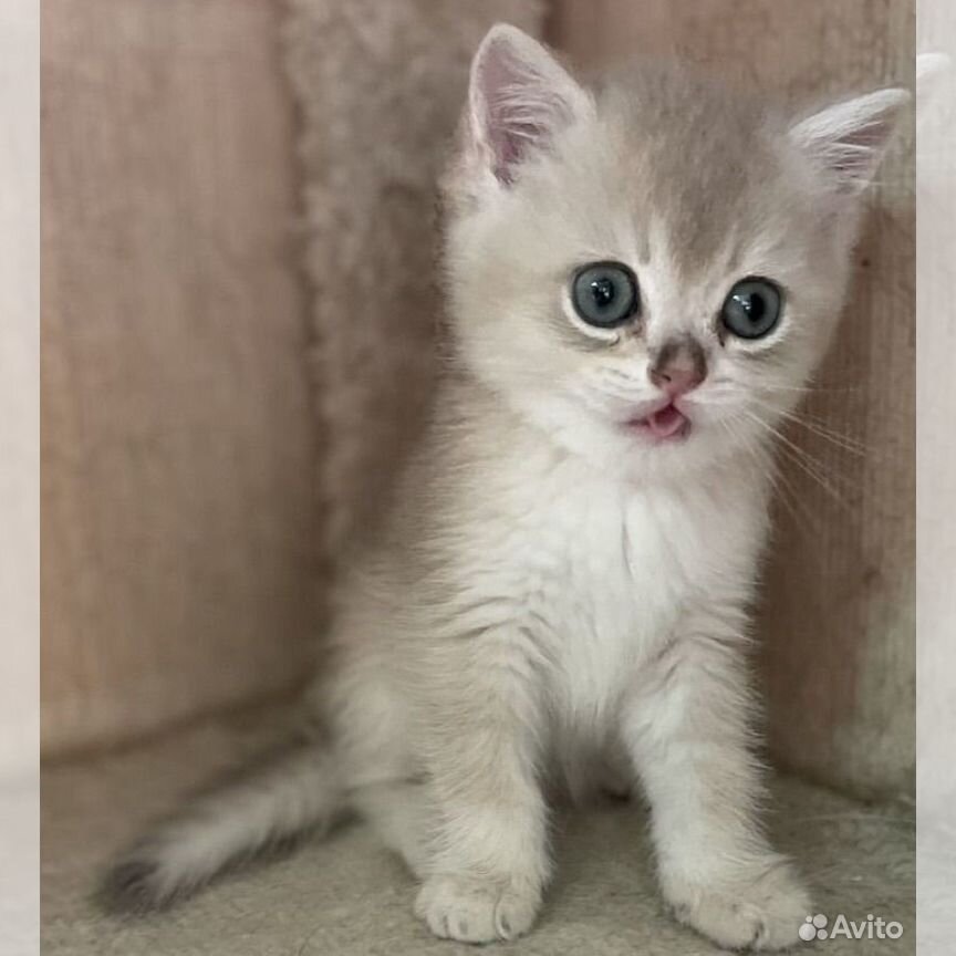 Британская золотая шиншилла