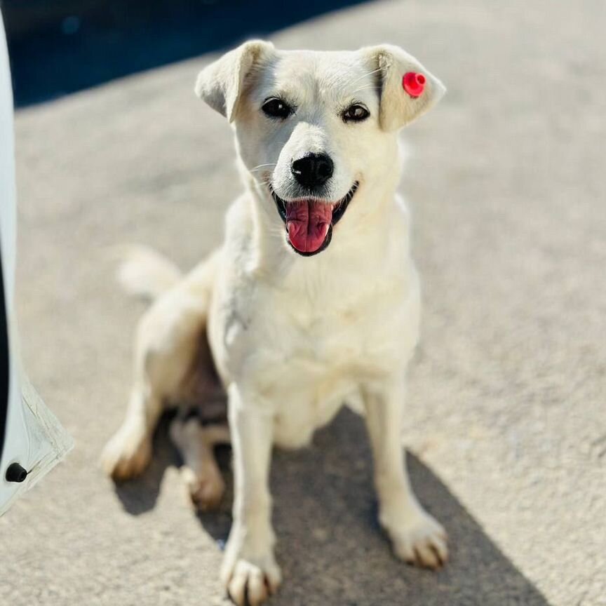 Взрослая собака в добрые руки