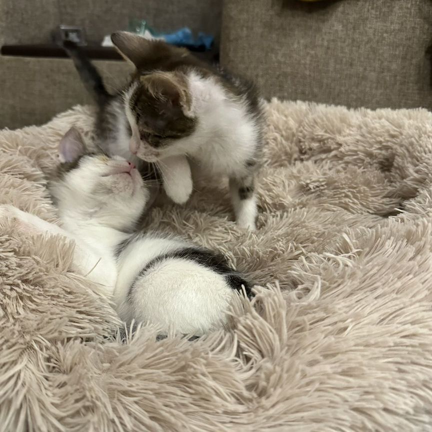 Котята