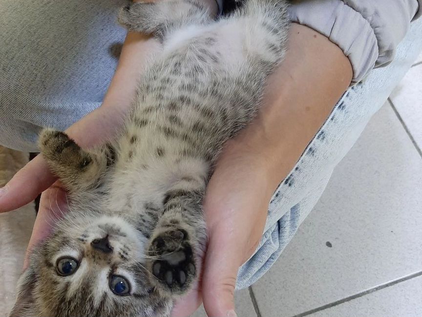 Котята в добрые руки приучены к лотку
