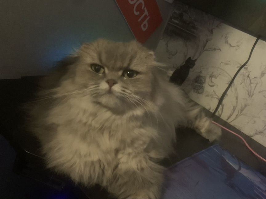Шотладский кот и кошка