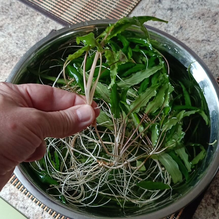 Аквариумные растения