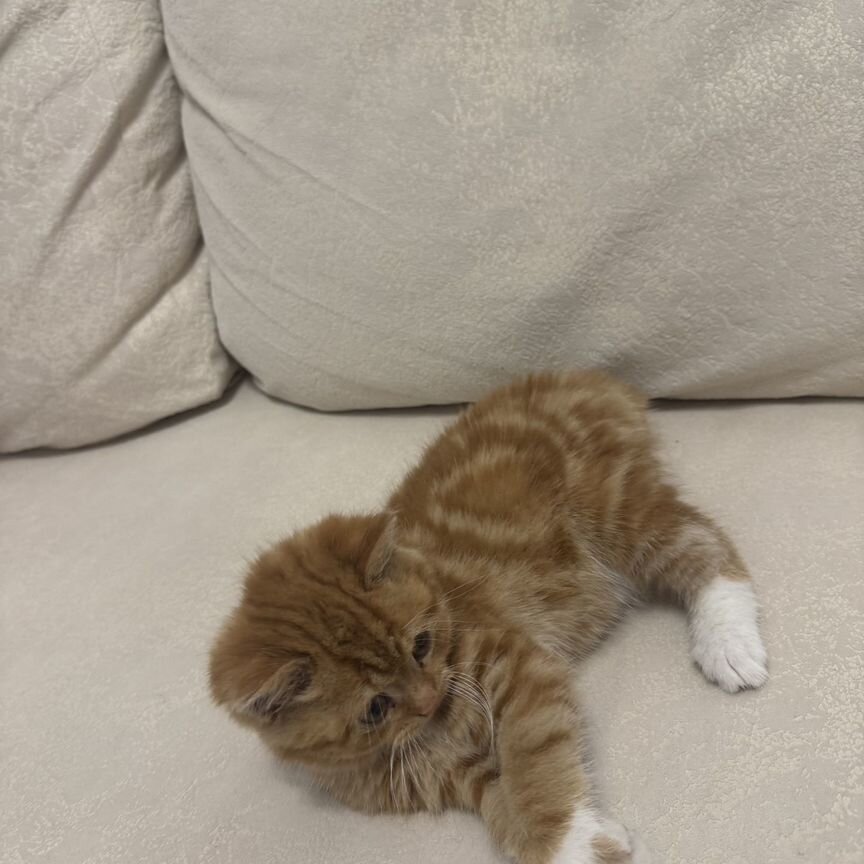 Рыжий котенок девочка бесплатно
