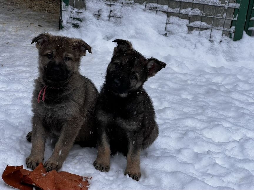 Немцы щенки зонарные